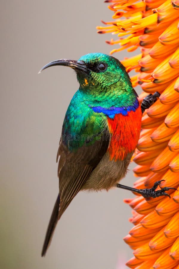 Southern Double-Collared Sunbird Stock Photo - Image of bird, nature ...