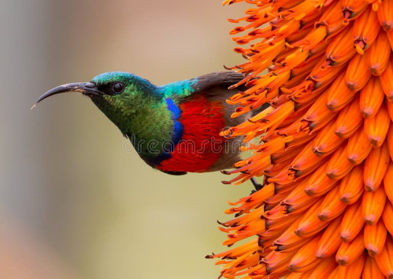 Southern Double-collared Sunbird Stock Photo - Image of fynbos, south ...