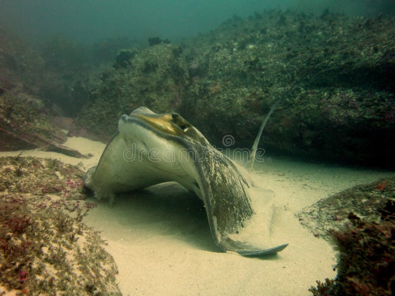 Southern Eagle Ray stock image. Image of myliobatis, southern - 55136361