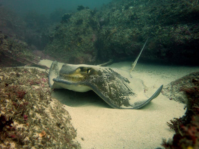 Ray Myliobatis Stock Photos - Free & Royalty-Free Stock Photos from ...