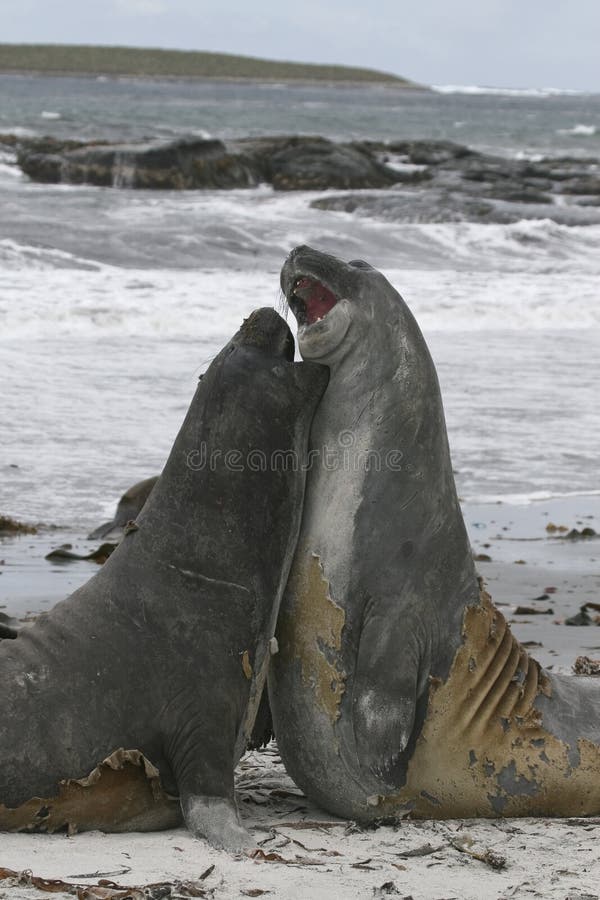 Agressive Bull Elephant Seal Stock Image - Image of proboscis ...