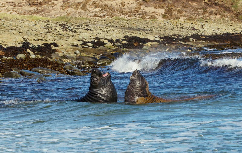 Southern Elephant Seals Fighting in the Ocean Stock Image - Image of ... Southern Elephant Seals Fighting in the Ocean Stock Image - Image of ...