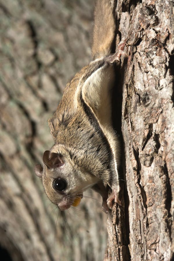 Southern Flying Squirrel stock photo. Image of nocturnal - 43216986