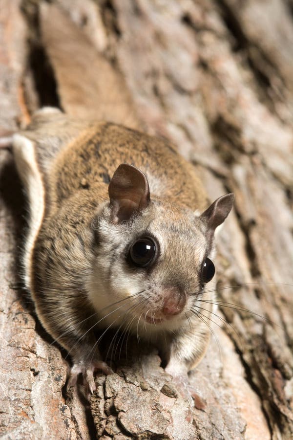 Southern Flying Squirrel stock image. Image of mammal - 97331591