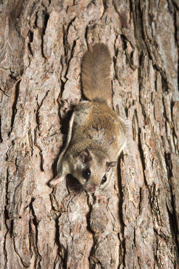 Southern Flying Squirrel stock photo. Image of nocturnal - 43216986