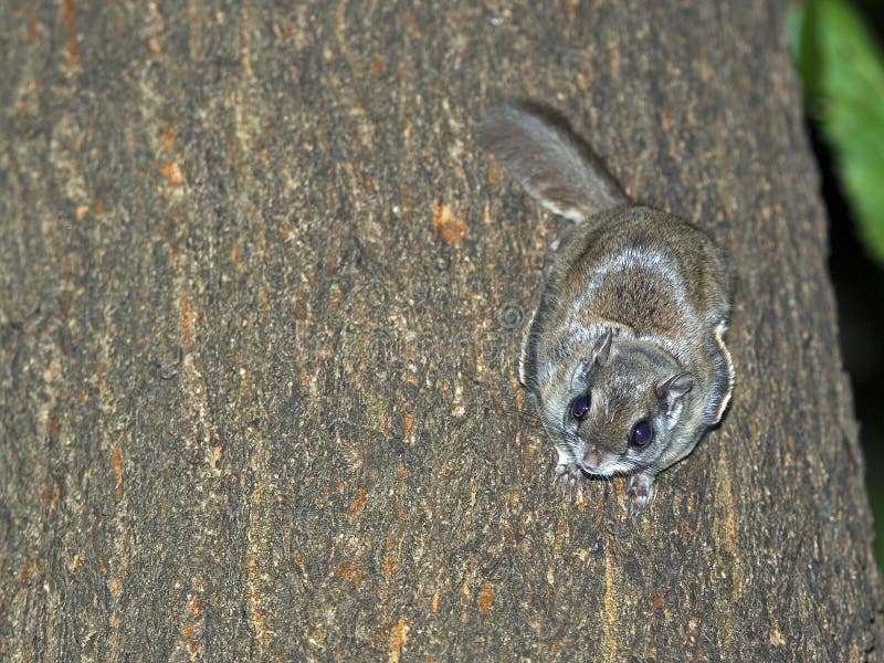 Southern Flying Squirrel stock image. Image of close - 73647473