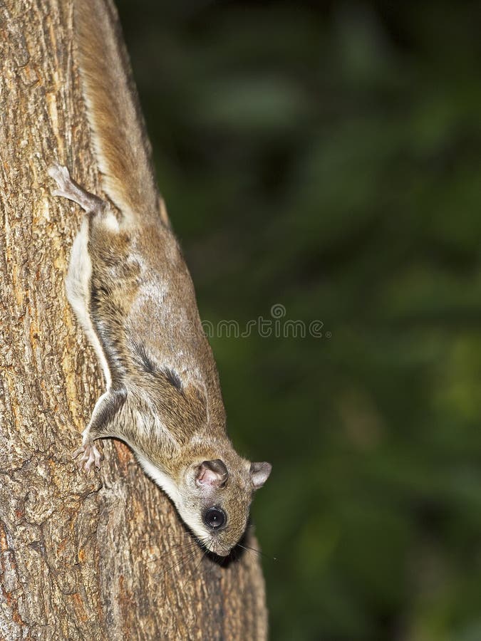 Southern Flying Squirrel stock image. Image of flying - 75510165