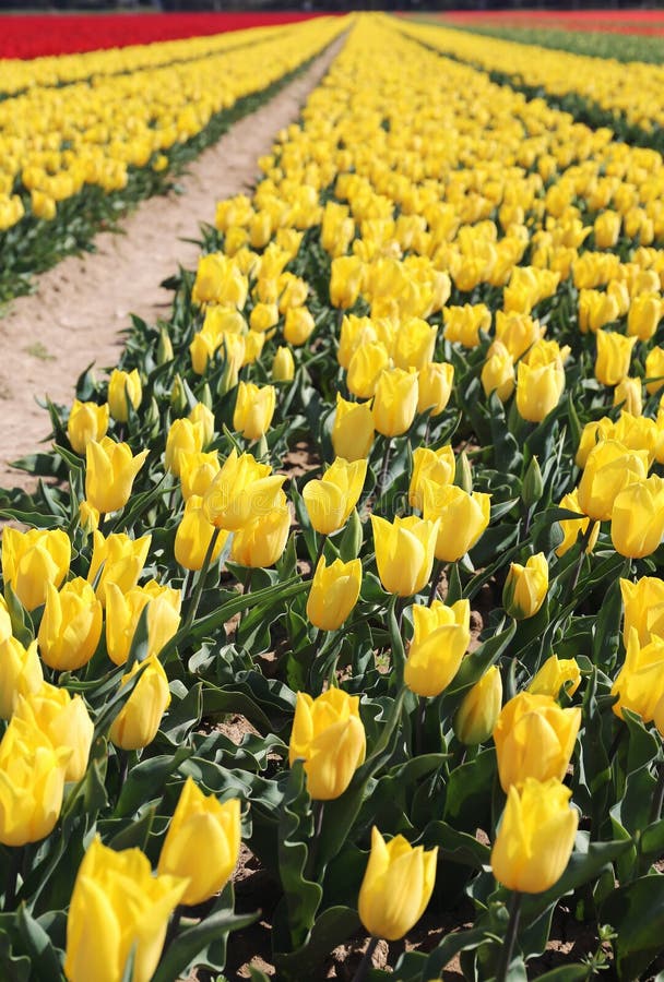 Southern France. Spring Landscape Stock Photo - Image of french, rustic ...