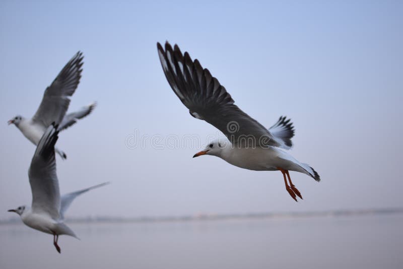 Sea Birds Flying from the Sky . Birds Have White ,black & Yellow Body ...