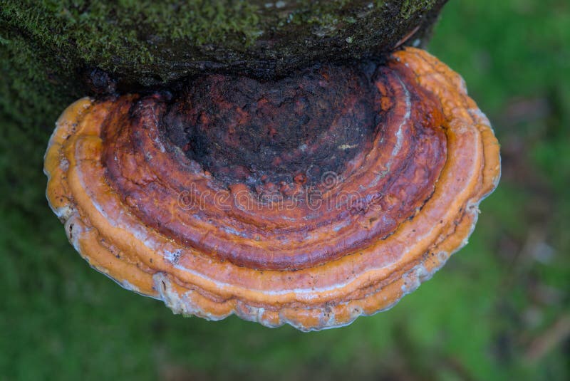 Southern Ganoderma Ganoderma Australe Woodland Fungus Stock Photo ...
