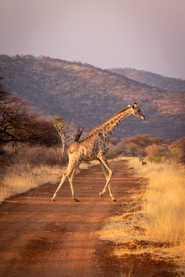 Southern Giraffe Gallops Across Straight Dirt Track Stock Photo - Image ...