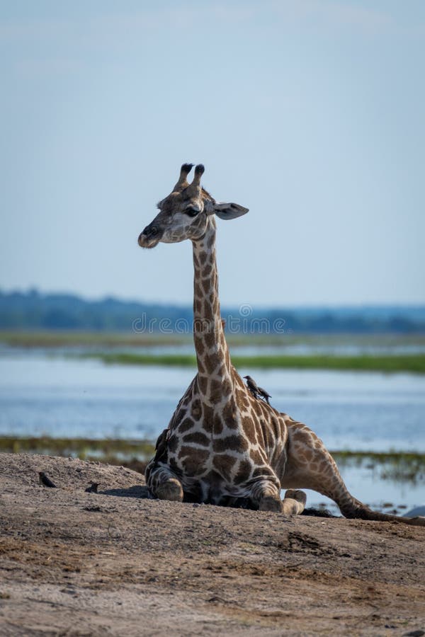 Southern Giraffe Lies on Riverbank Watching Camera Stock Image - Image ...