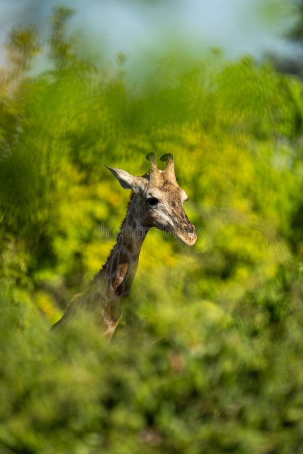 Southern Giraffe Neck and Head in Bushes Stock Photo - Image of ...