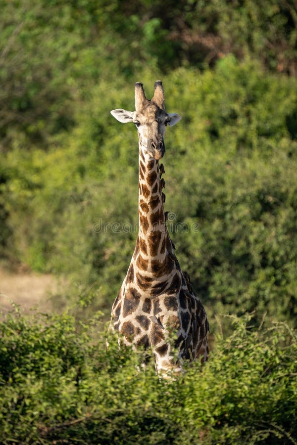 Southern Giraffe Stands Behind Bush Facing Camera Stock Image - Image ...