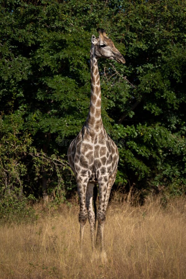 Southern Giraffe Stands Facing Camera Turning Head Stock Photo - Image ...