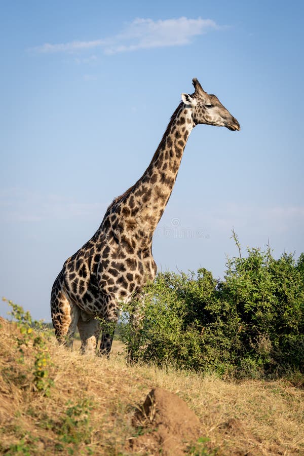 Southern Giraffe Stands on Horizon by Bushes Stock Image - Image of ...