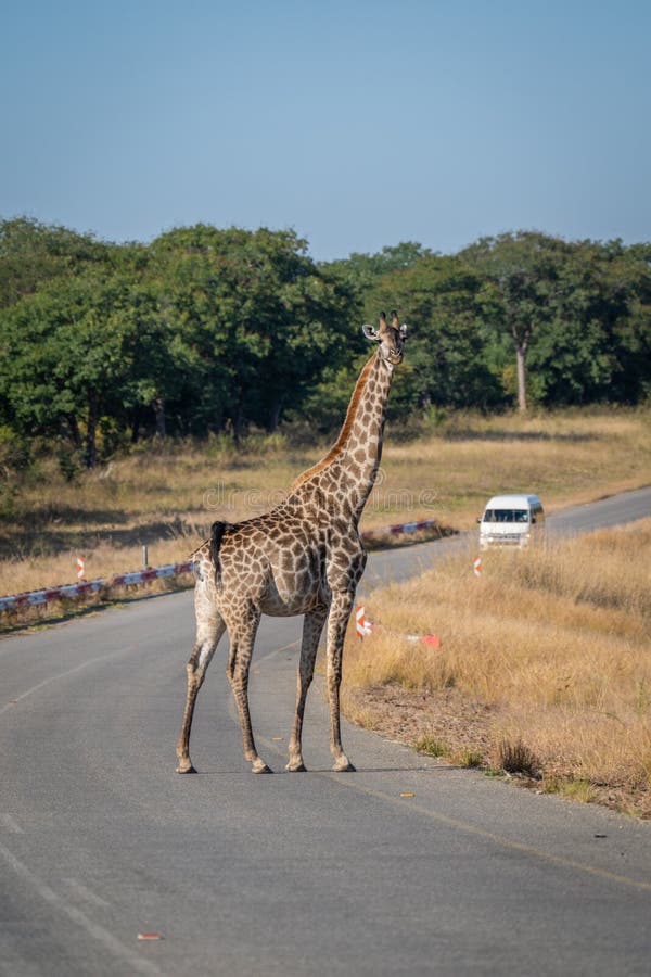 Southern Giraffe Stands on Road Near Van Stock Image - Image of ...