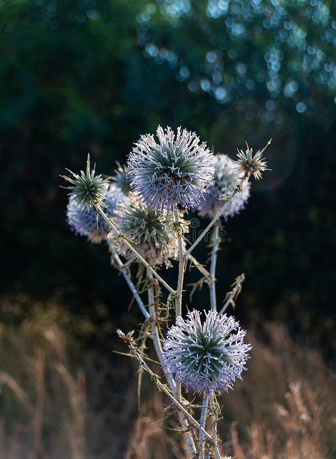 Echinops ritro in bloom stock image. Image of ball, asteraceae - 152913209