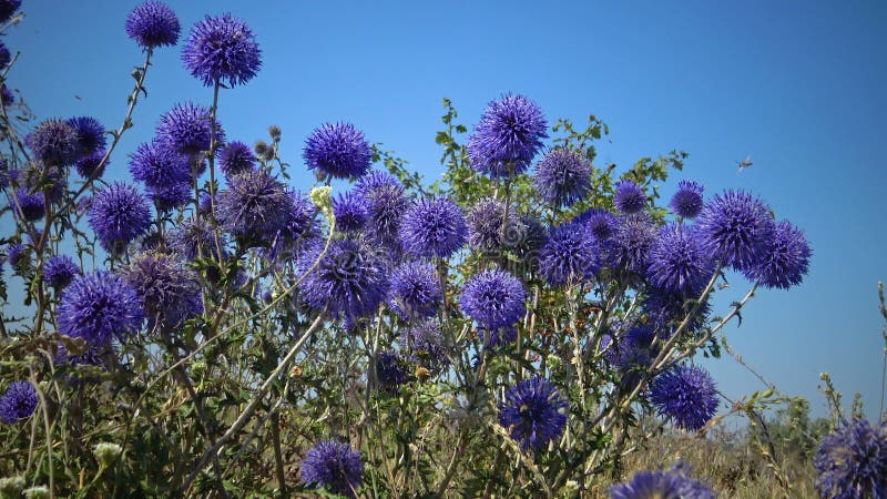 The Southern Globethistle Echinops Ritro, Insects Collect Nectar and ...