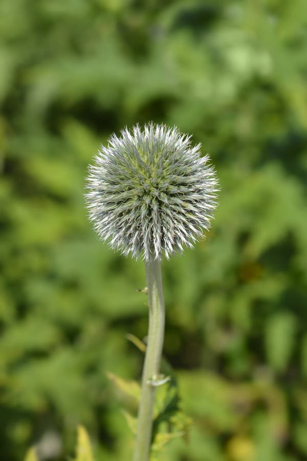 Southern globethistle stock image. Image of close, echinops - 328834317