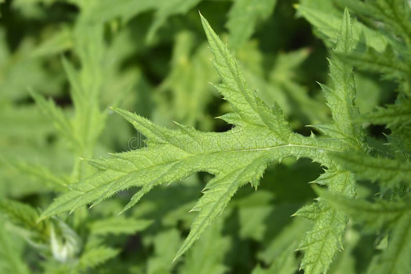 Southern globethistle stock image. Image of plant, globe - 308410991