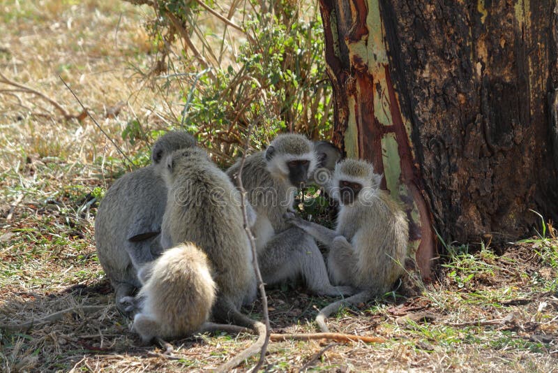 Southern Green Monkeys in the Serengeti Stock Photo - Image of tanzania ...