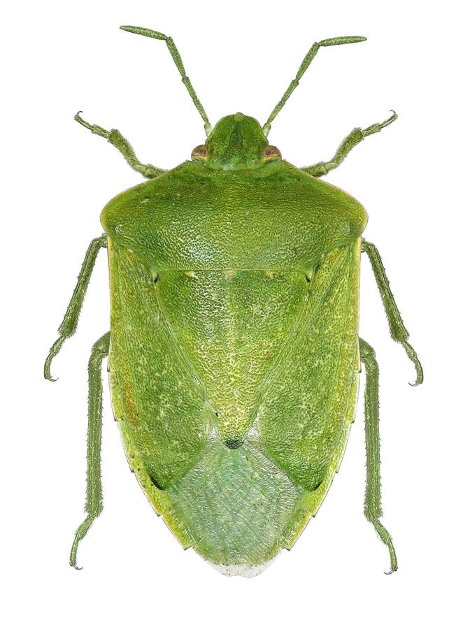 Southern Green Shieldbug, Nezara Viridula Stock Photo - Image of beetle ... Southern Green Shieldbug, Nezara Viridula Stock Photo - Image of beetle ...