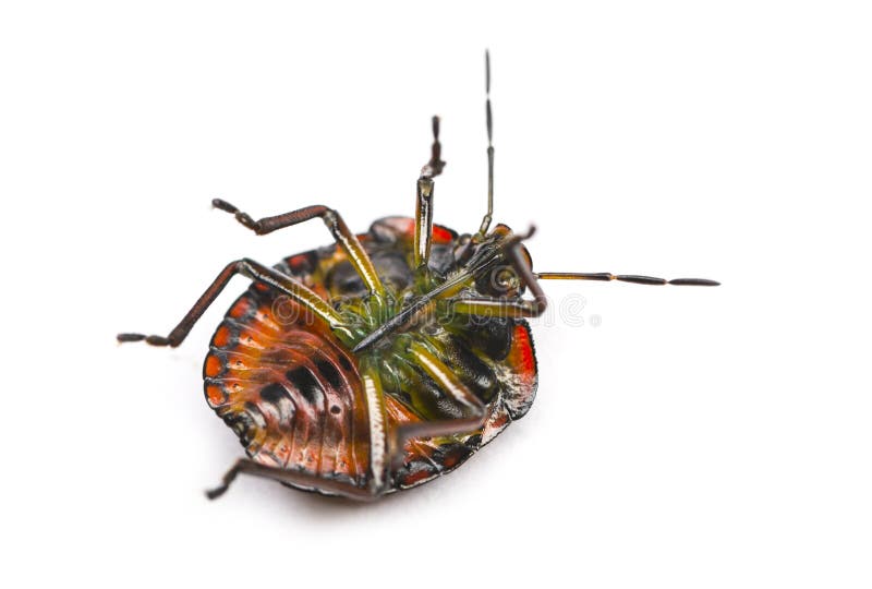 Stink bug lying on back stock image. Image of dead, macro - 12513865
