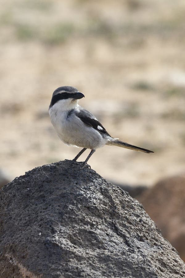 Southern Grey Shrike -Lanius Meridionalis Stock Image - Image of nature ...