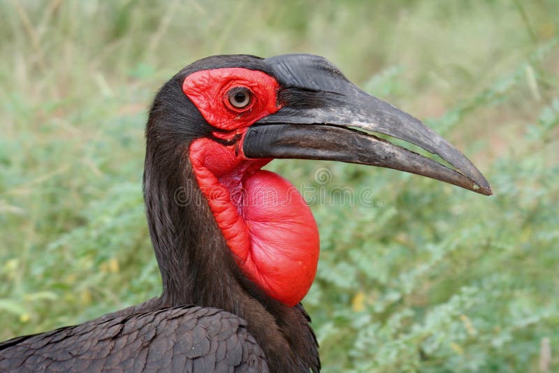 Southern Ground-Hornbill stock image. Image of birds - 11580071