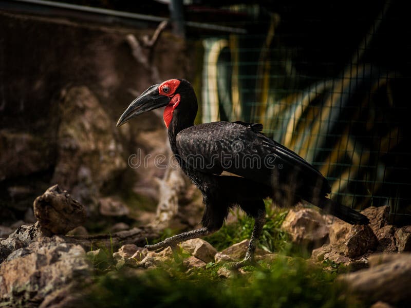 Southern Ground Hornbill, Bucorvus Leadbeateri Stock Image - Image of ...