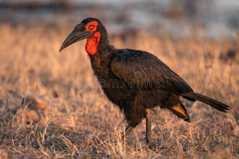 Southern Ground Hornbill Crosses Grass Watching Camera Stock Image ...