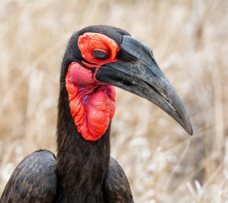 Southern Ground Hornbill stock photo. Image of beak - 146246700