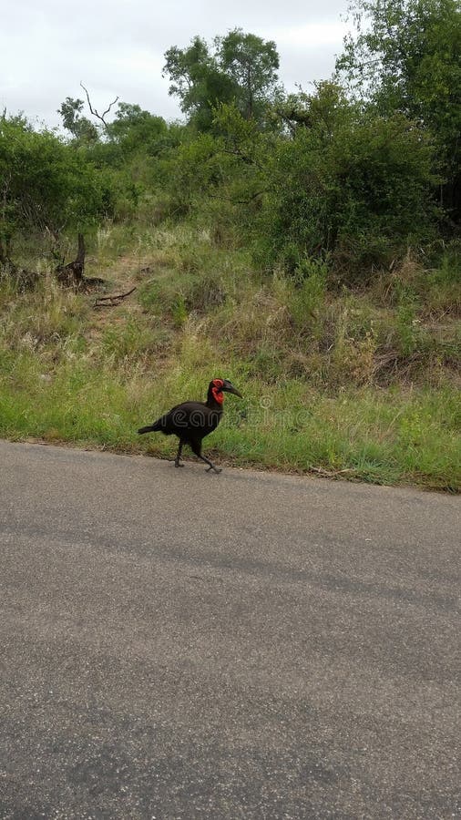 The Southern Ground Hornbill Stock Photo - Image of prairie, wing ...