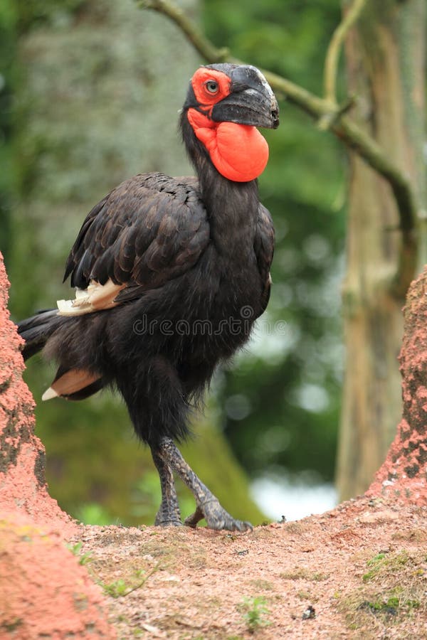 Southern Ground Hornbill 10 Stock Image - Image of feather, wing: 255454315