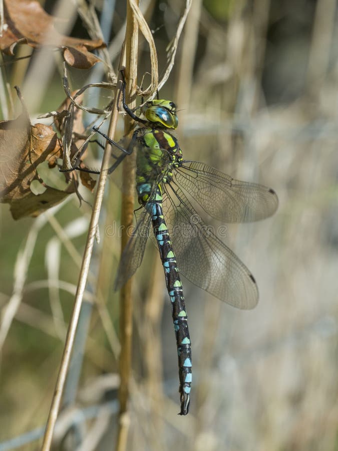 Southern Hawker - Aeshna Cyanea Stock Photo - Image of blue, insect ...