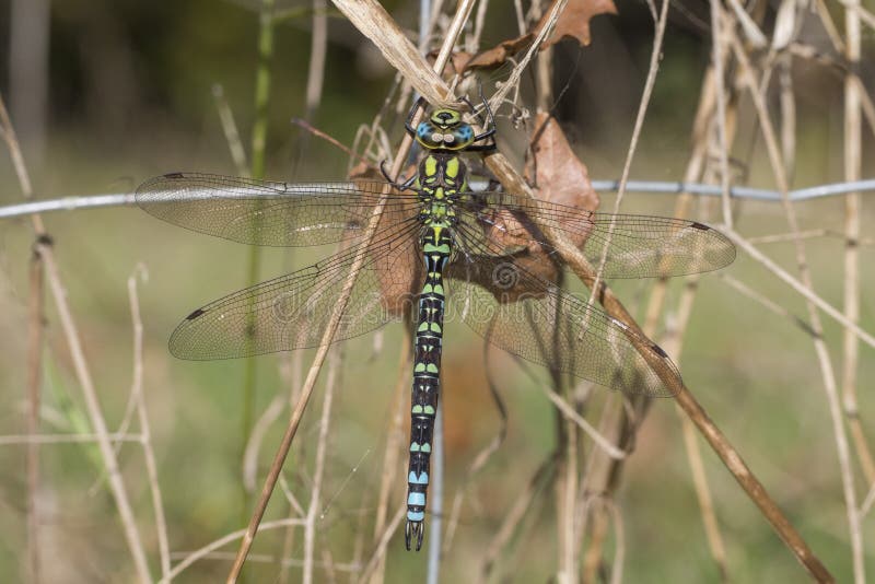 Southern Hawker - Aeshna Cyanea Stock Photo - Image of link, close ...