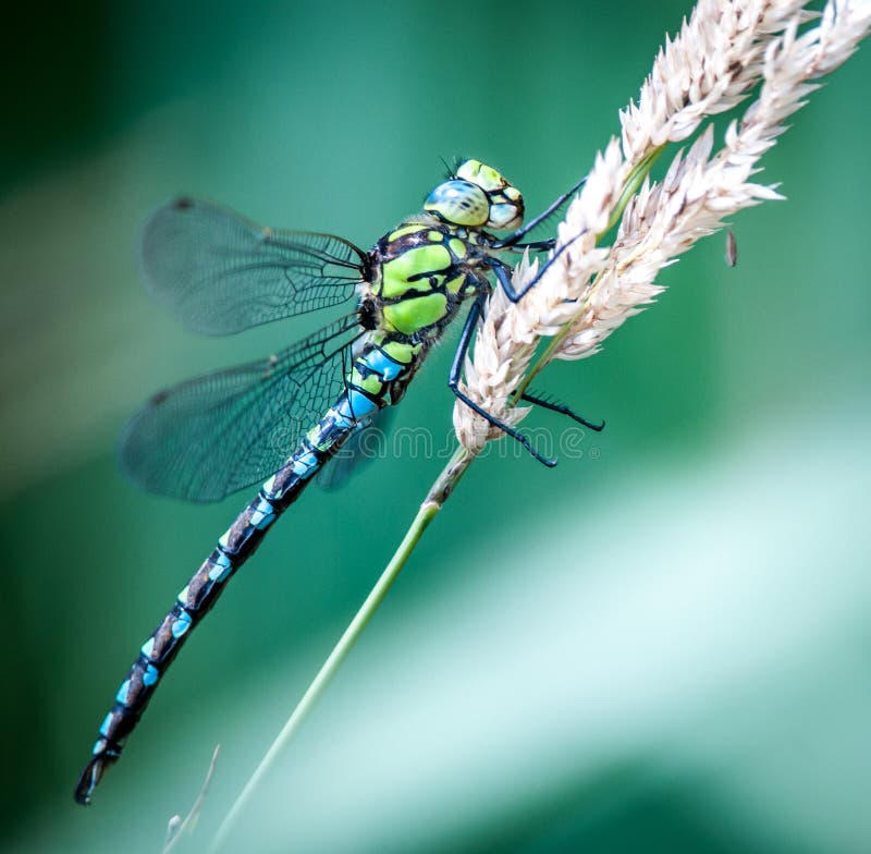 Southern hawker dragonfly stock image. Image of dragonfly - 97751555