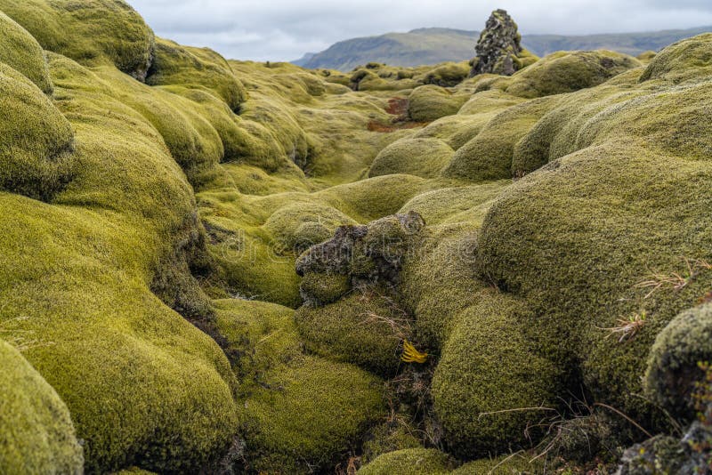 Southern Iceland Moss Covered Lava Flow at Eldhraun Stock Image - Image ...
