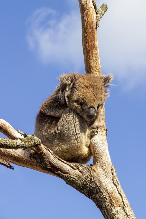 Southern Koala Hanging Onto a Eucalyptus Tree Stock Photo - Image of ...