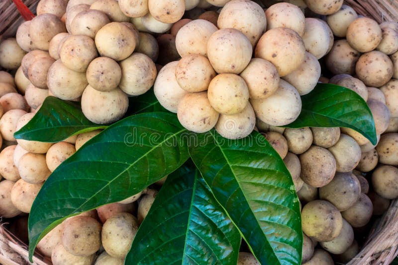 Southern langsat stock image. Image of vegetarian, agriculture - 98681431