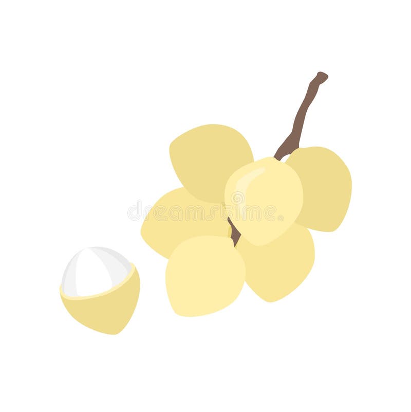 Southern Langsat Vector Isolated on White Stock Vector - Illustration ...