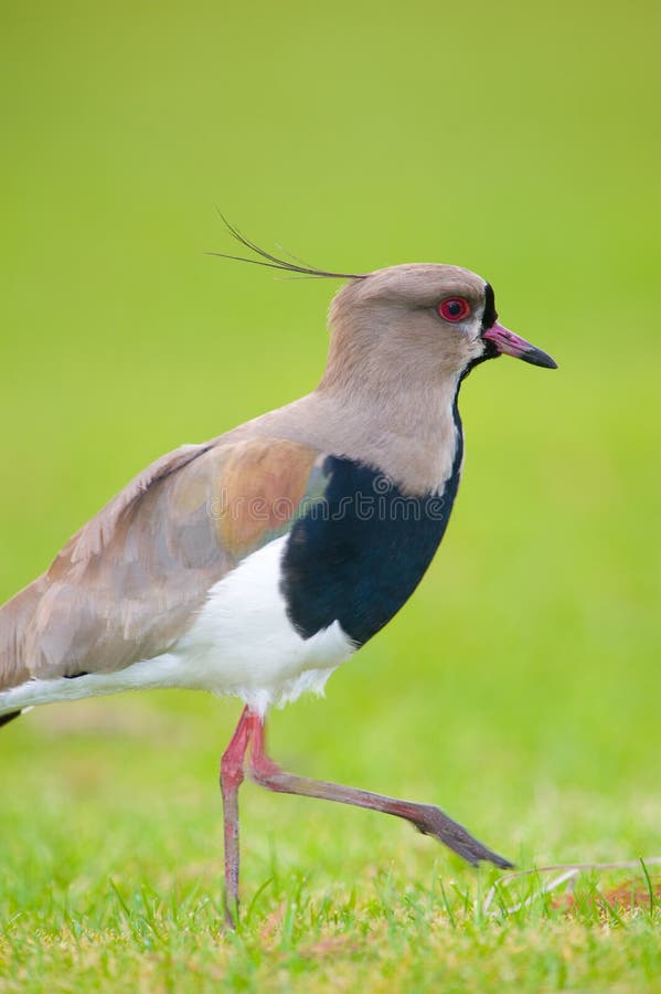 Southern Lapwing stock photo. Image of argentina, crowned - 15819258