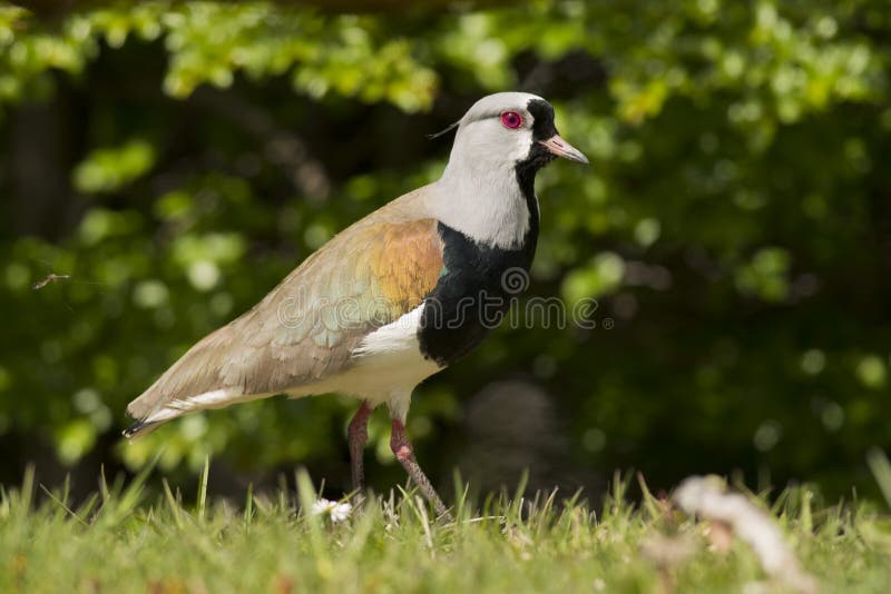 Southern Lapwing stock image. Image of animal, ornithology - 28668557