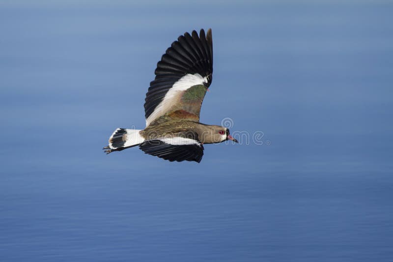 Southern Lapwing Bird Flying. Bird Flying Over a Lake Stock Photo ...