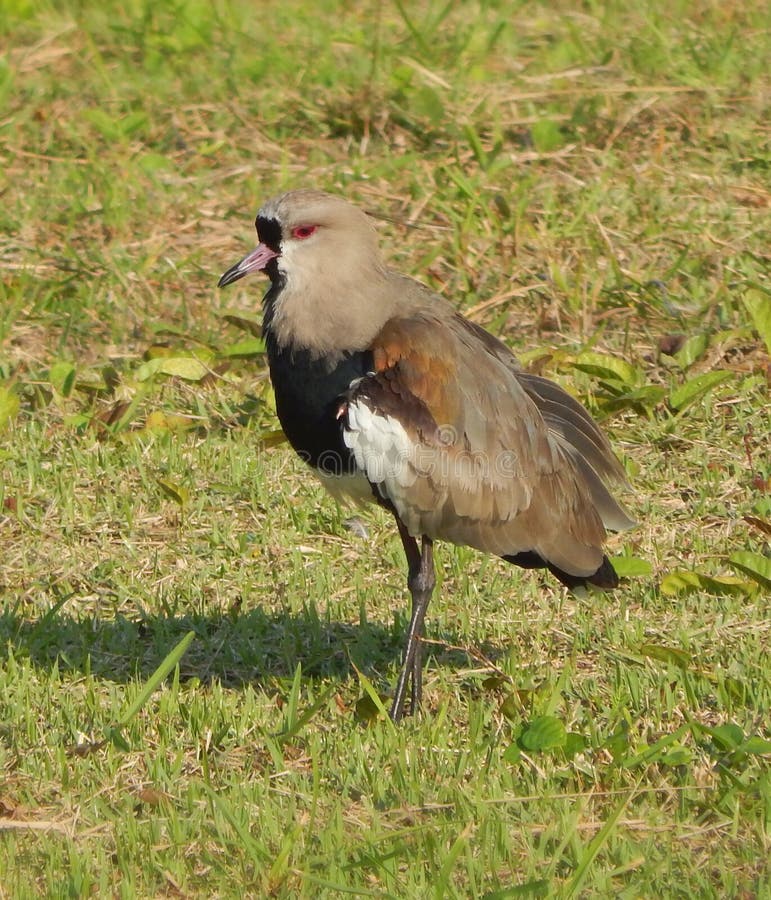 Southern Lapwing bird stock image. Image of grass, bird - 41980351