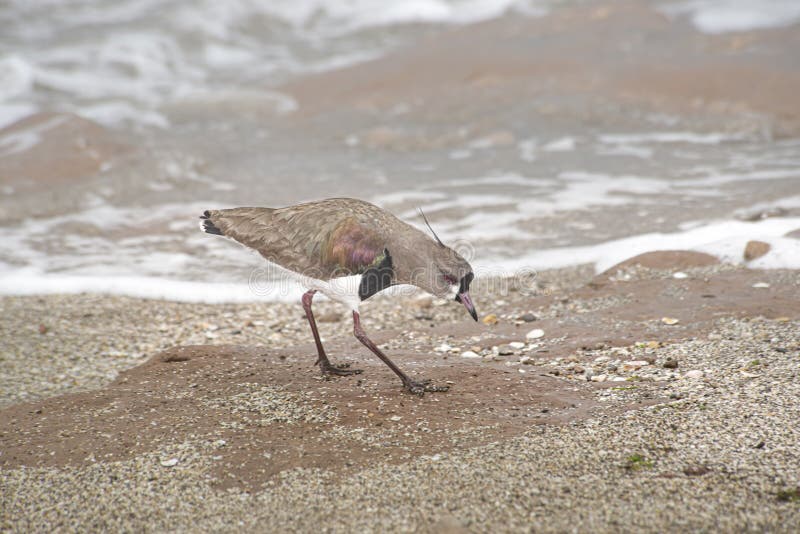 Southern Lapwing Chasing Insects on the Beach Stock Photo - Image of ...