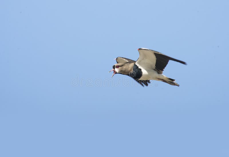 Southern lapwing flying stock image. Image of flying - 115229977