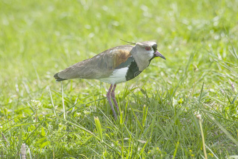 Southern Lapwing on the Green Grass Field Stock Image - Image of ...