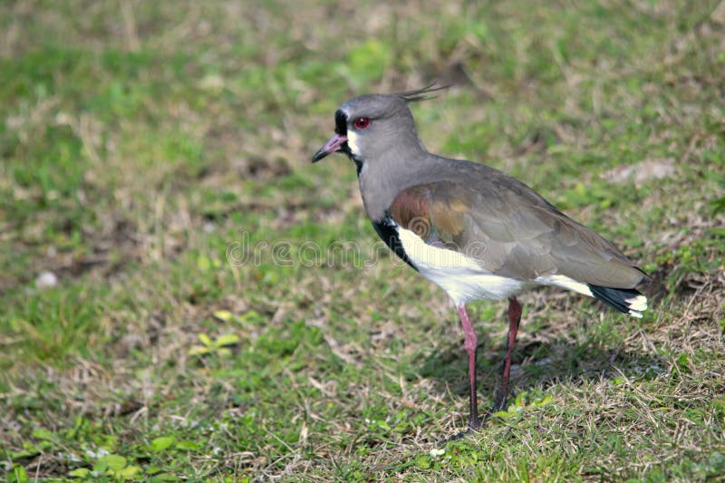 Southern Lapwing on the Ground Stock Photo - Image of green, douthern ...